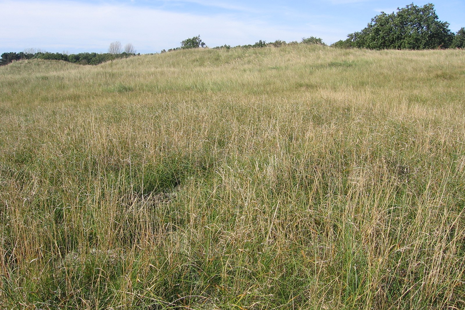 Daling stikstofdepositie in duinen leidt tot minder vergrassing ...