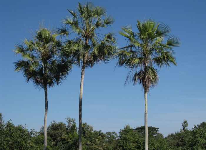 Scientists estimate more than half of palm species may be threatened ...