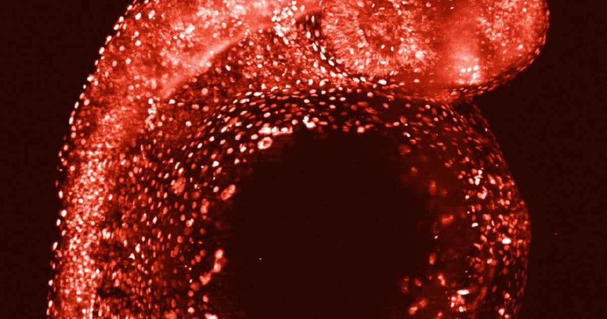 UvA biologists develop new record bright red fluorescent protein ...