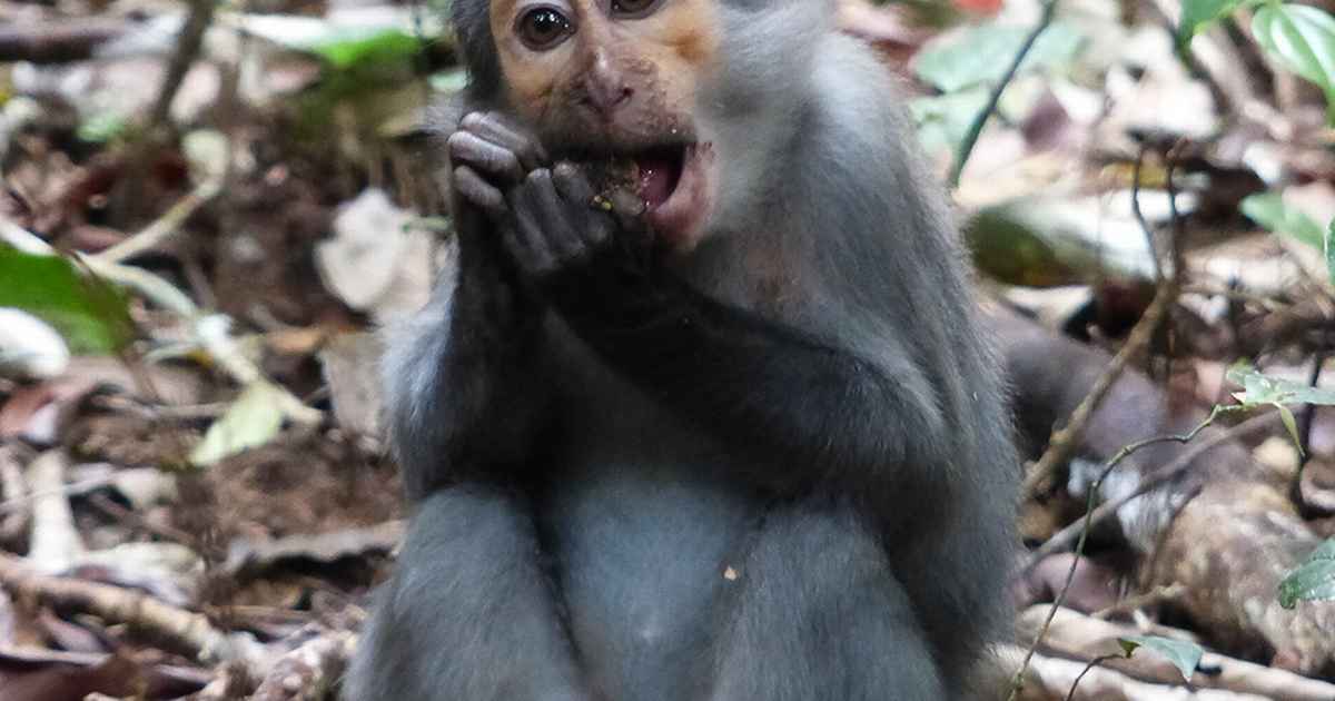 Sooty Mangabey Monkeys