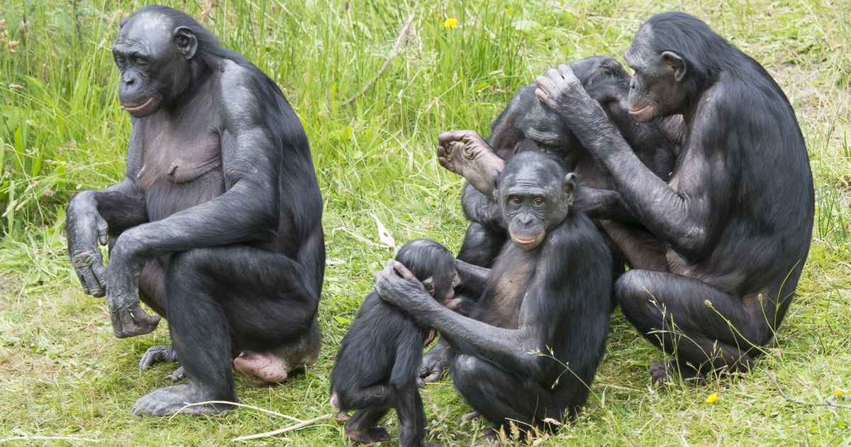 Bonobo Human Comparison