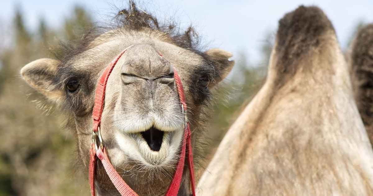Camel feces diarrhea myth debunked - Universiteit van Amsterdam
