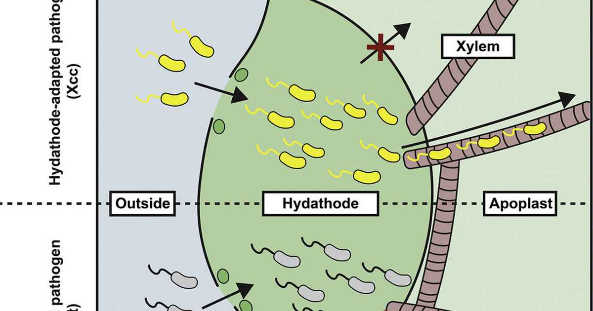 Water pores in leaves proven to be part of plant's defence system ...