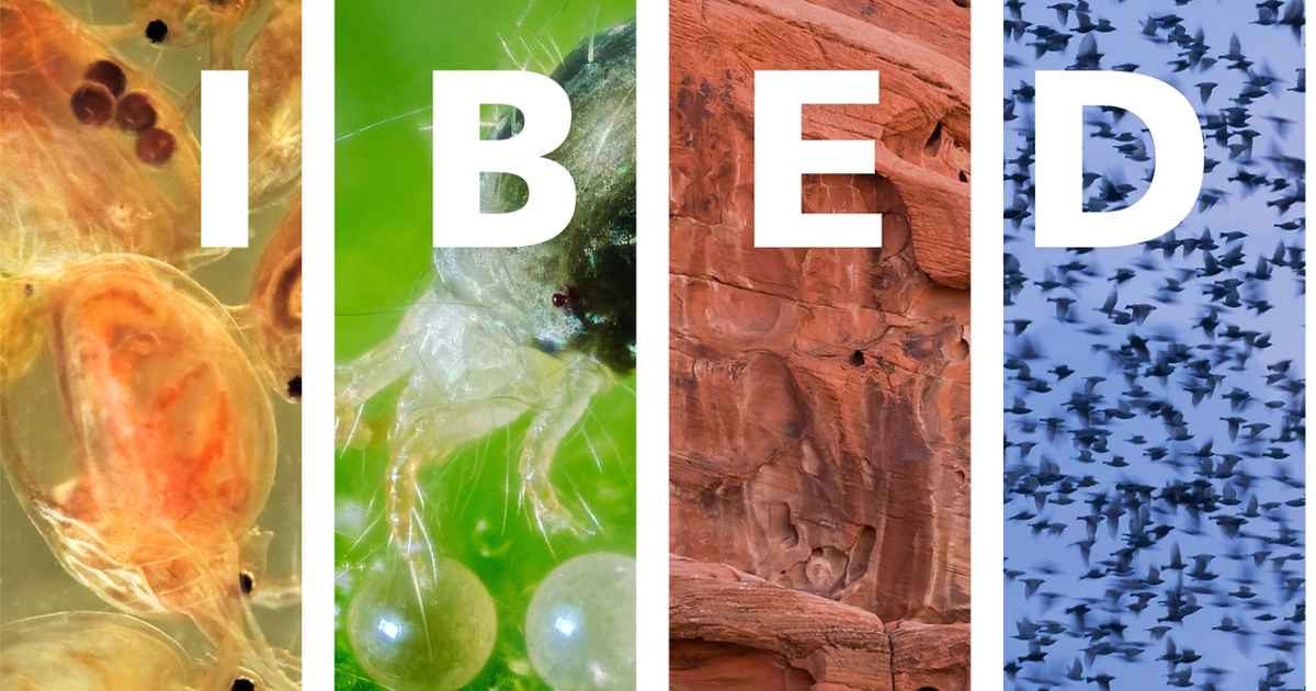 Two new Honorary Fellows at IBED - University of Amsterdam