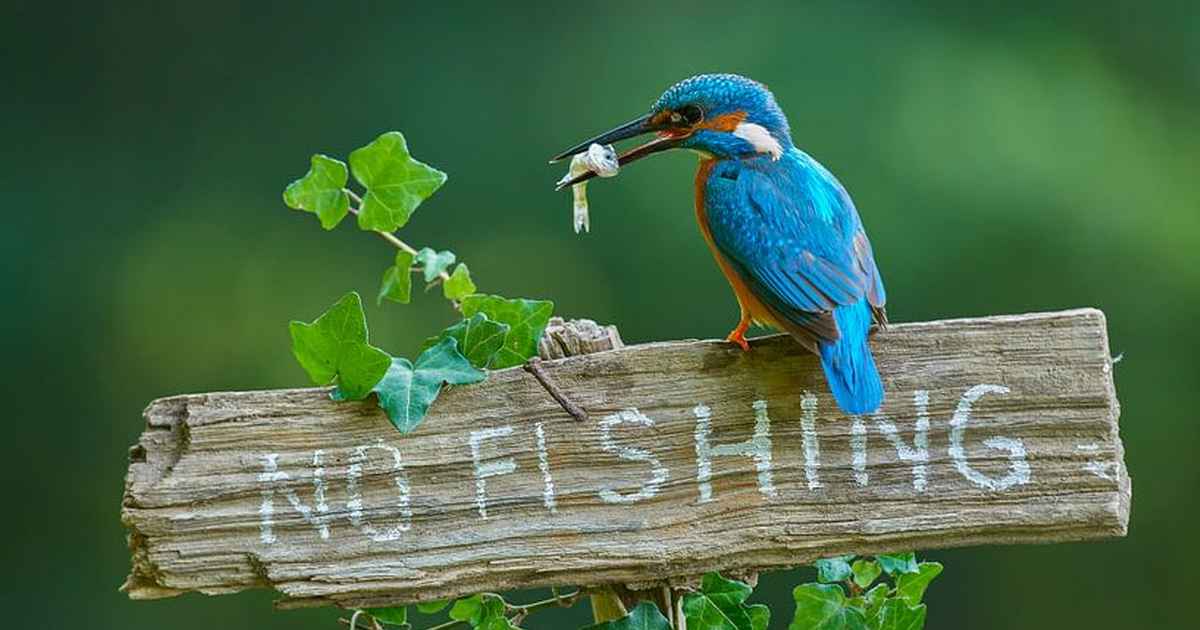 Honoursmodule: Birds - Our Shared History, Habitats, and Future (6 EC ...