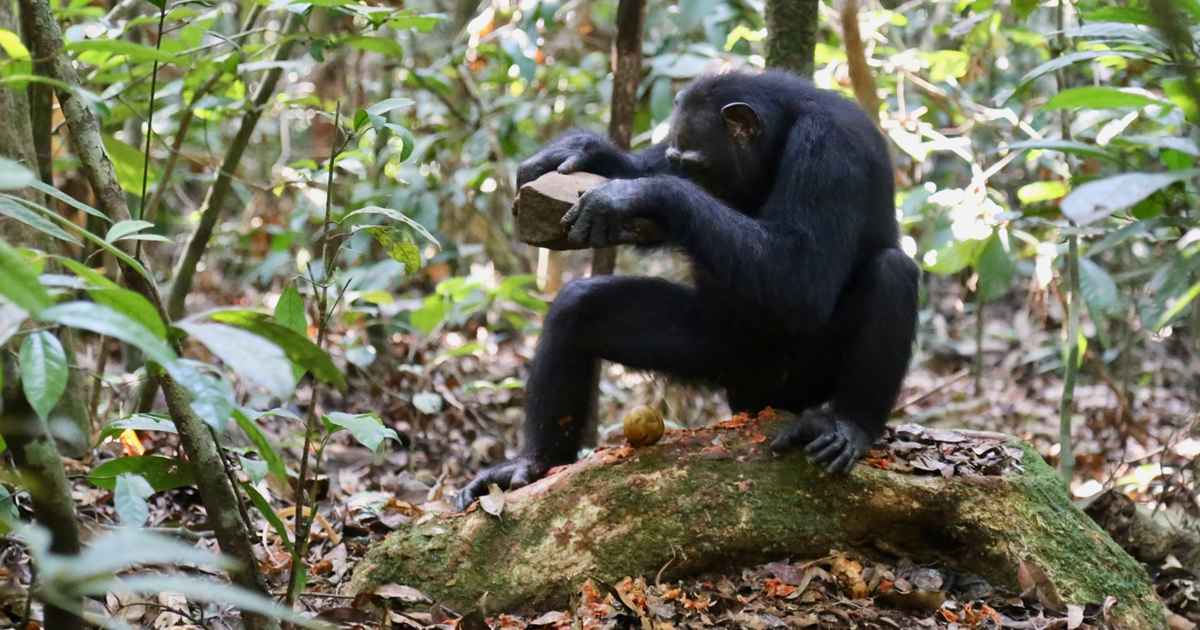 Oostelijke chimpansees bouwen hun nachtnesten graag op de grond ...