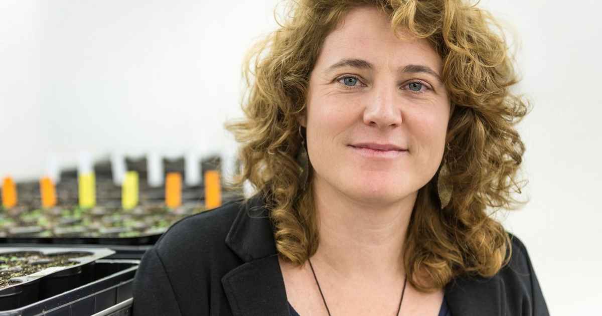 Christa Testerink, hoogleraar Plantencelbiologie - Universiteit van ...