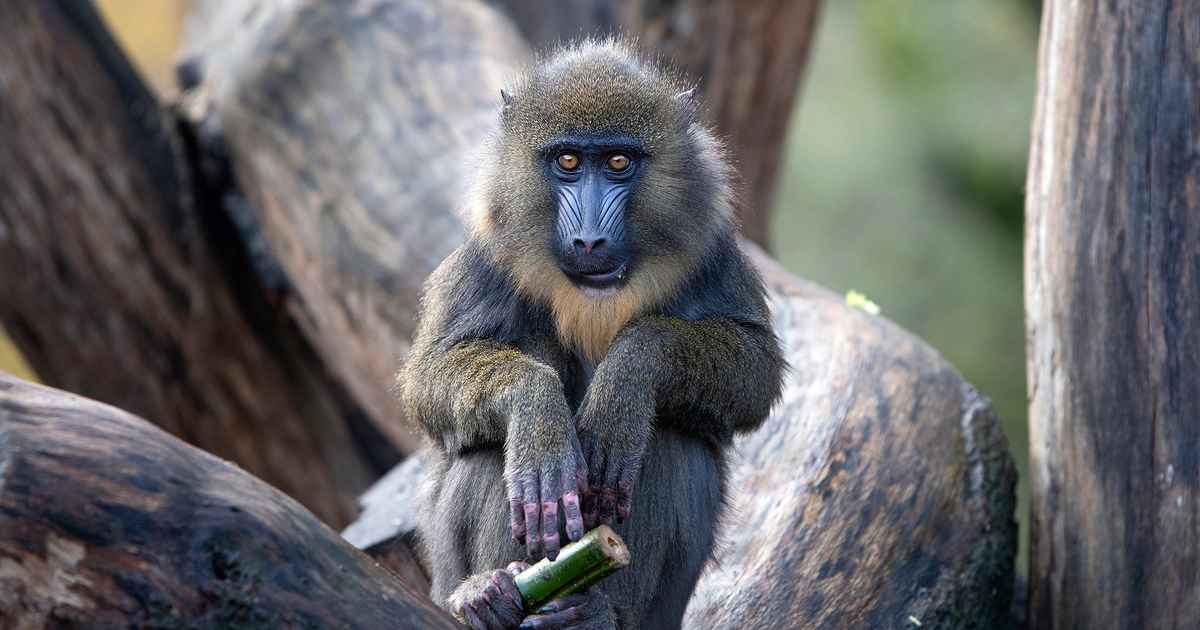 Mandrils: wie het eerst komt, die het eerst maalt - Universiteit van ...