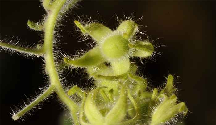 Green Life Sciences - University of Amsterdam