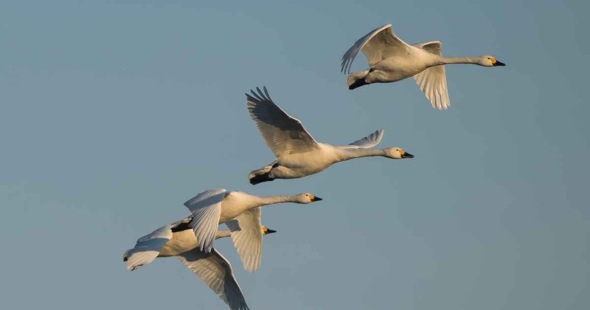 Arctic-bound birds can still keep up with climate change – for now ...