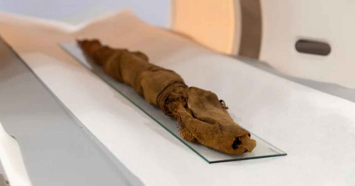 Dierenmummies - Universiteit van Amsterdam